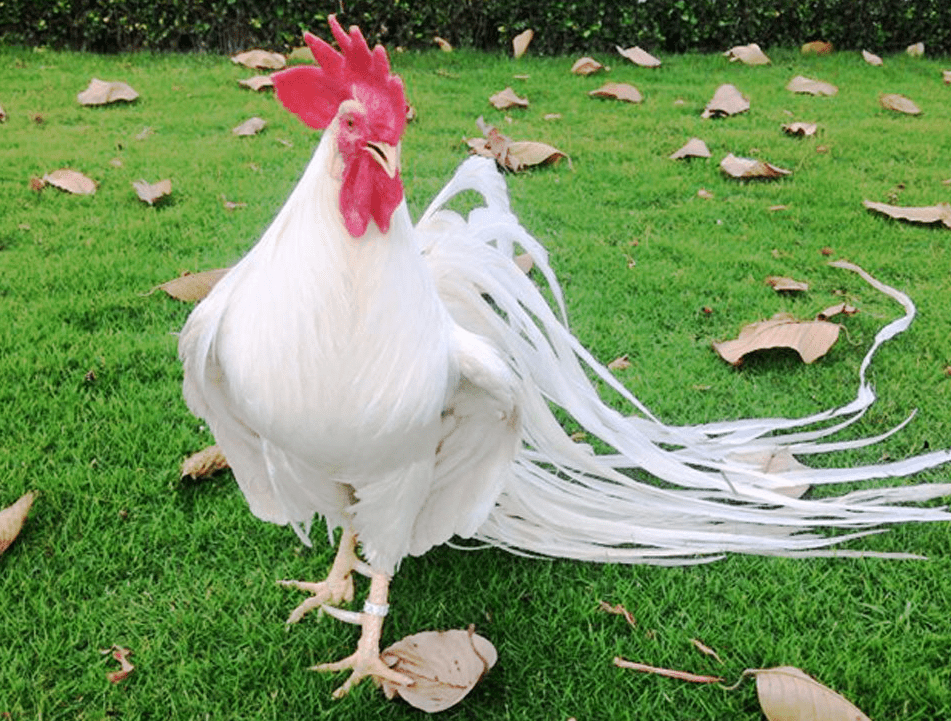 Nằm mơ thấy gà là điềm gì? Đánh con gì may mắn – Phong Thủy Nhân Sinh